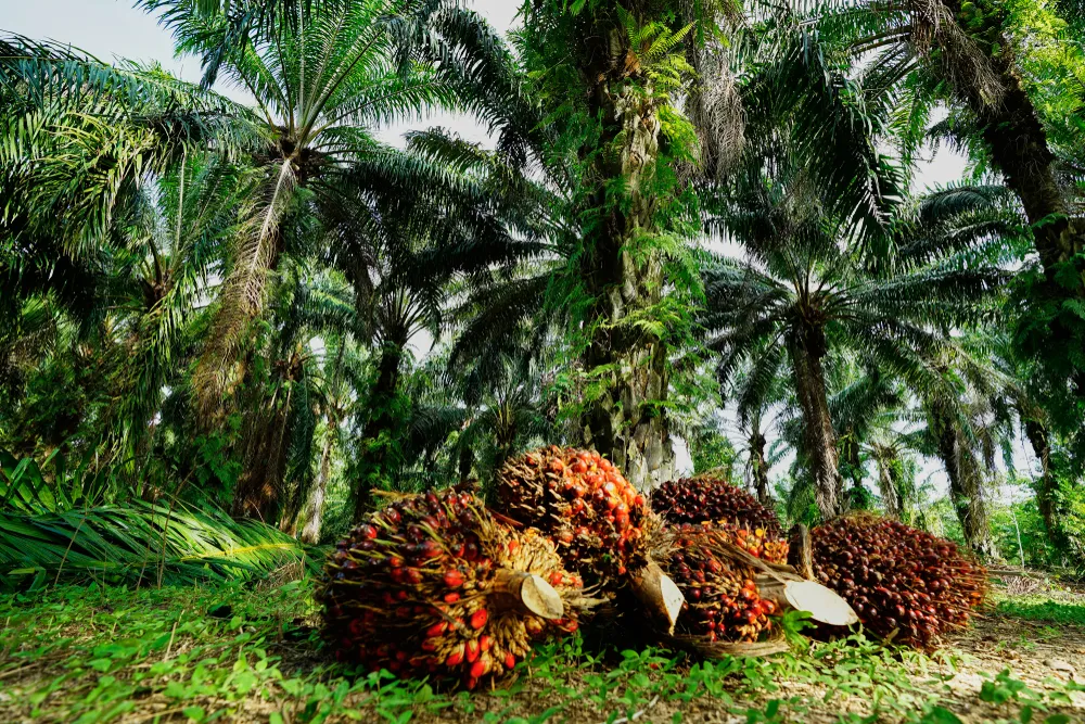 Palm Stearin | Palm Oil Olein Cooking Oil Manufacturer