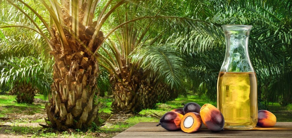 Blog About Cooking Oil & Palm Oil | Naturz Industries